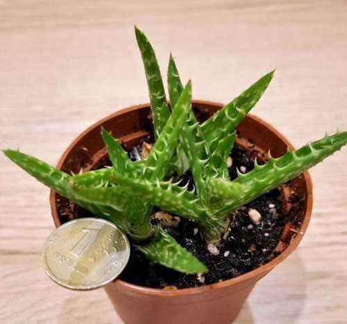 Алоэ Скуарроса - Aloe Squarrosa