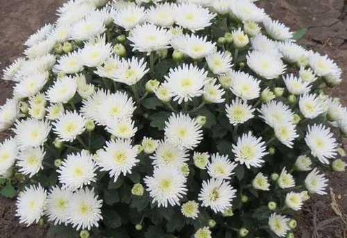 Хризантема мультифлора