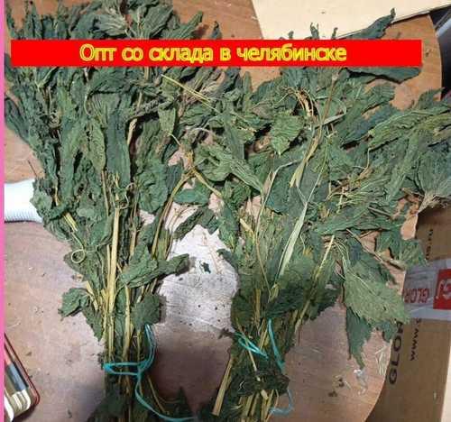 Травы для бани Крапива свежая оптом 100 шт