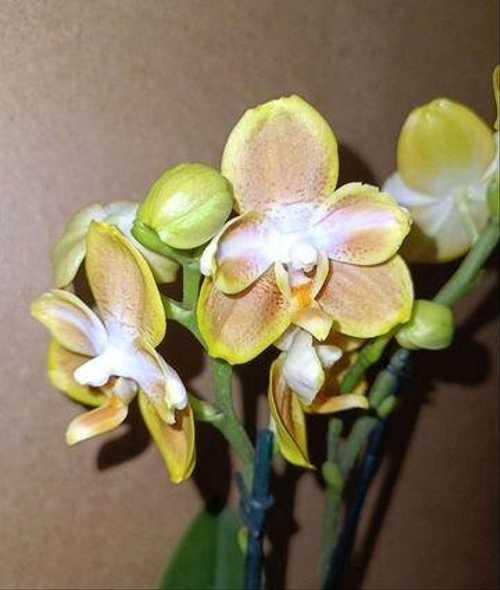 Орхидея фаленопсис бантик Arezzo