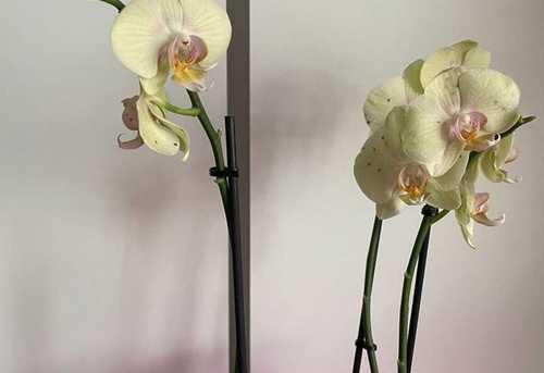Орхидея Скульптор