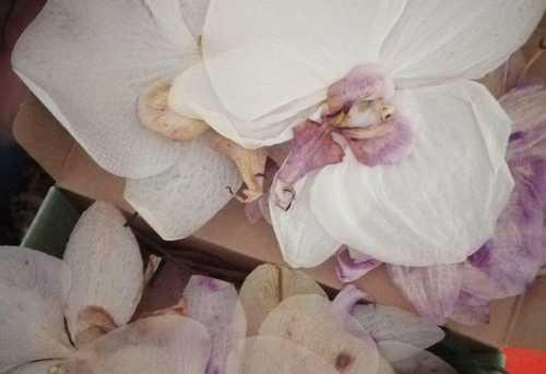 Орхидея засушенная, стабилизированная, цветы