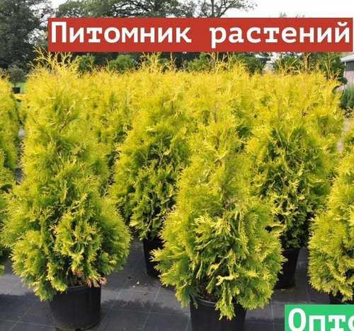 Саженцы Туя западная Yellow Ribbon (Еллоу Риббон)