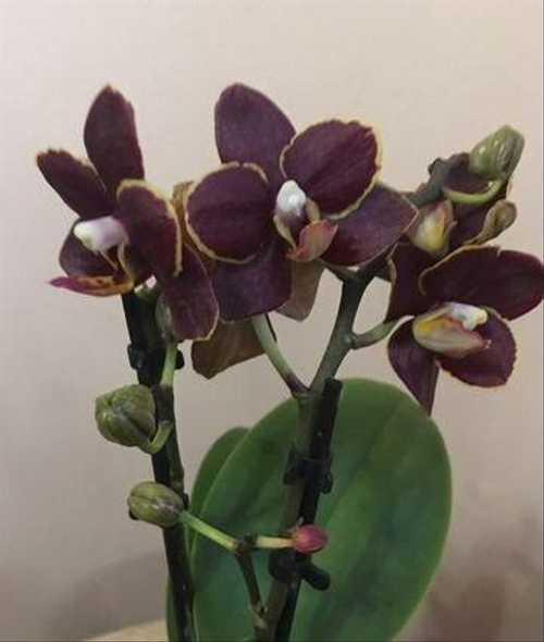 Орхидея фаленопсис Esmee (Эсми)