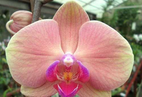Орхидея Phal. Golden Apple L1573