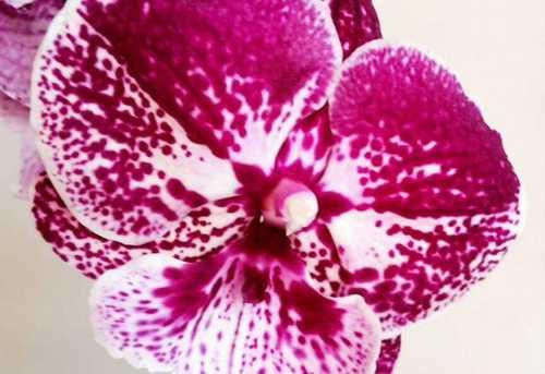 Орхидея фаленопсис биг лип Салли