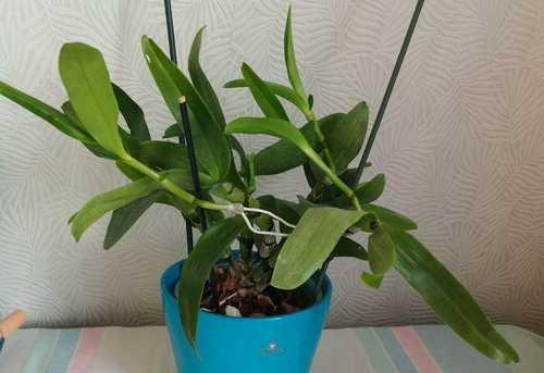 Орхидея дендробиум детка