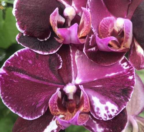 Орхидея фаленопсис мутация по цвету