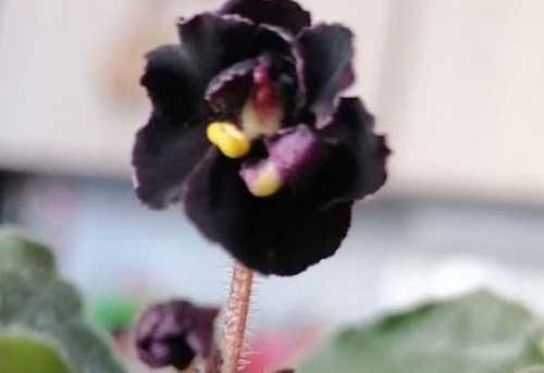 Фиалка редкий сорт, цветы чёрного цвета
