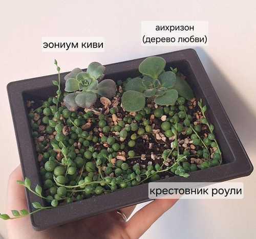 Суккуленты