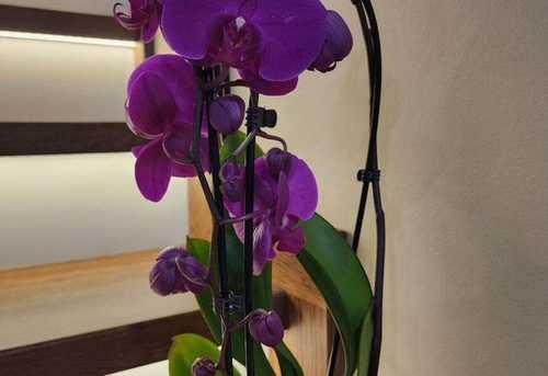 Орхидея каскадная Джуди