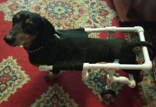 Инвалидная коляска для собак