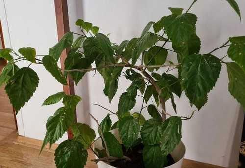 Гибискус китайская роза 90 см с кашпо