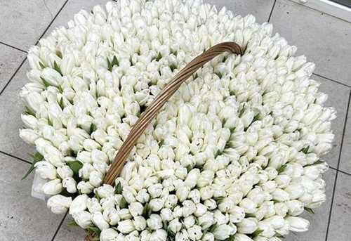 Белый тюльпаны