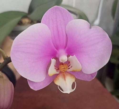 Орхидея Азия Taisuco Anna