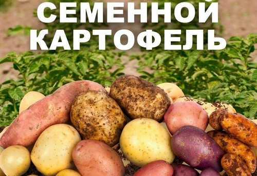 Семенной картофель поштучно в любой регион