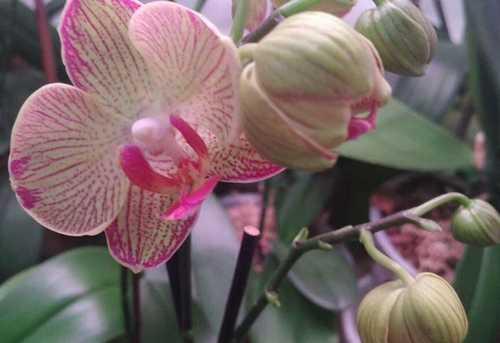 Орхидея фаленопсис Торино ракушка