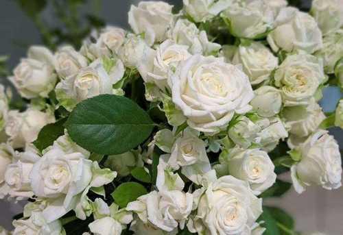 Розы 50см Бомбастик Кустовая "Сливочное Сердце"