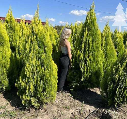 Туя брабант 170 см