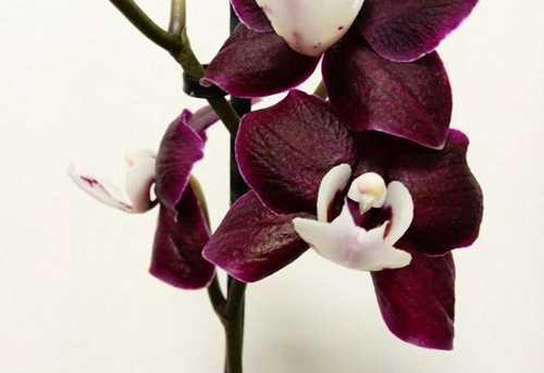 Орхидея фаленопсис Каода Арома