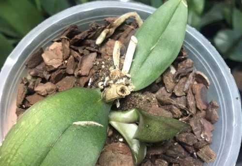 Орхидея фаленопсис детки на пне