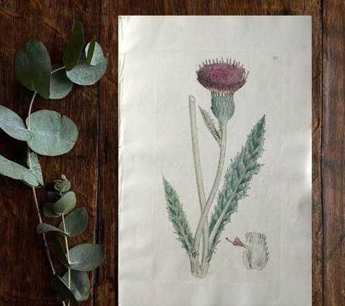 Антикварные гравюры Ботаника Растения Sowerby 1799