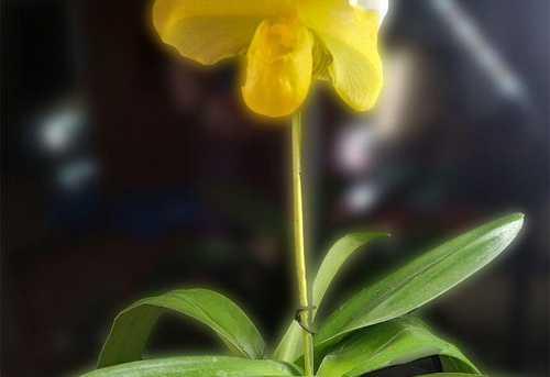 Орхидея Пафиопедилум (Paphiopedilum)