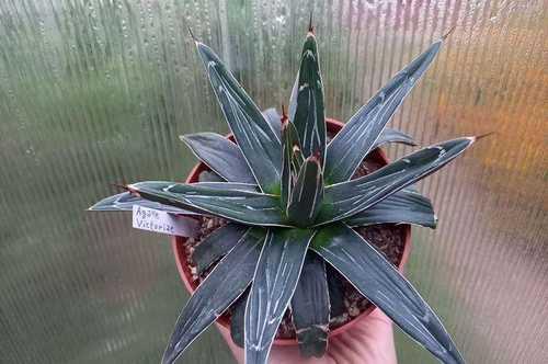 Агава Королевы Виктории (Agave Victoria Reginae)