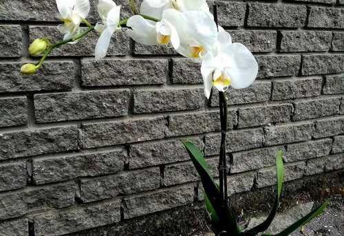 Орхидея фаленопсис 55-70см, цветущая, разные цвета