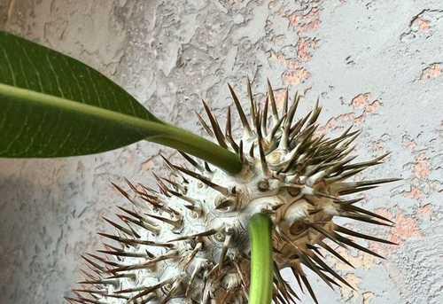 Пальма пахиподиум - мадагаскарская пальма