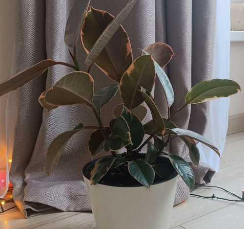 Фикус Эластика Белиз (Ficus Elastica Belize)