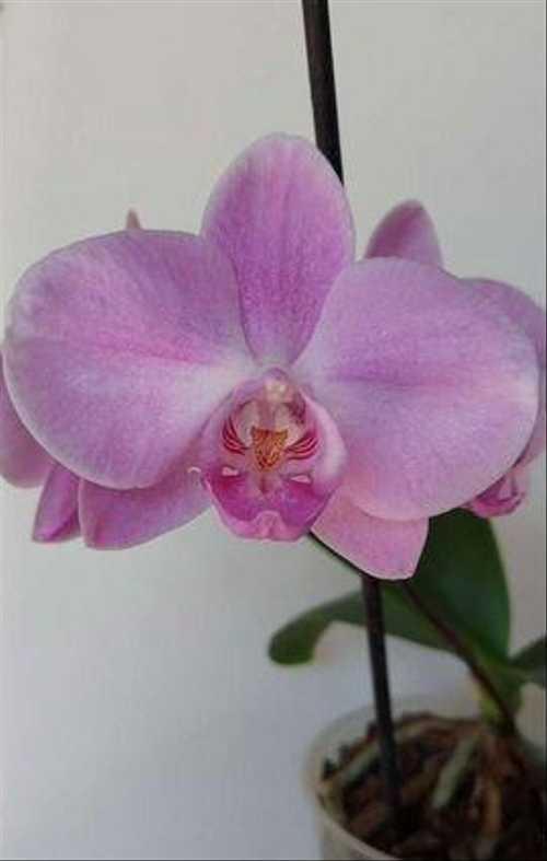 Орхидея фаленопсис pink lady