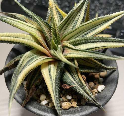 Хавортия Haworthia Limifolia variegated
