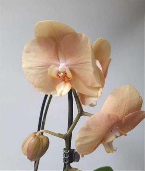 Орхидея Африканский закат на каскаде