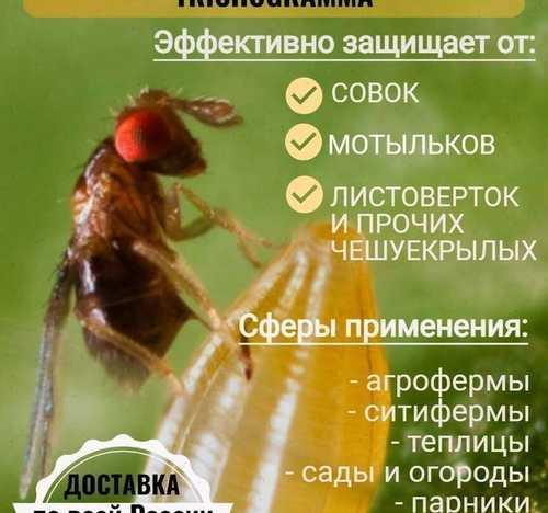 Трихограмма. trichogramma против совок