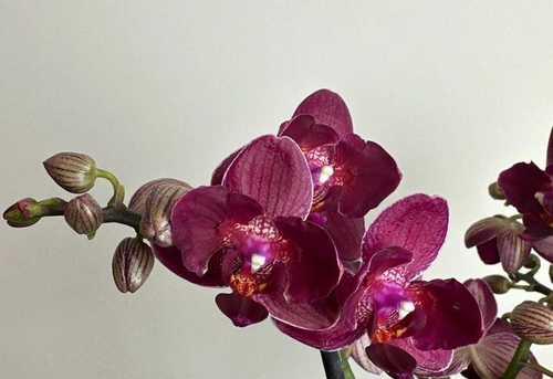 Орхидея фаленопсис с мутацией