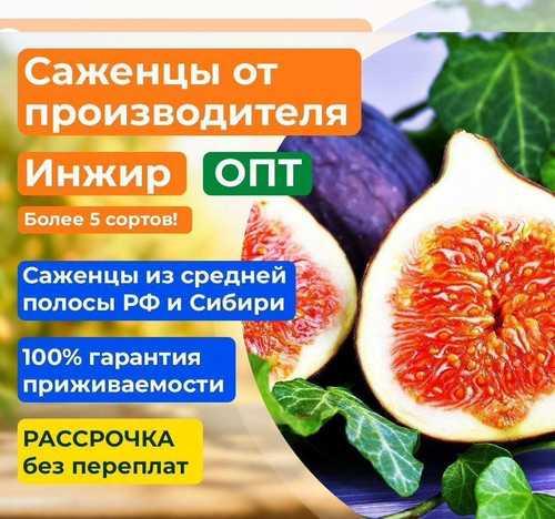 Саженцы инжира. Опт