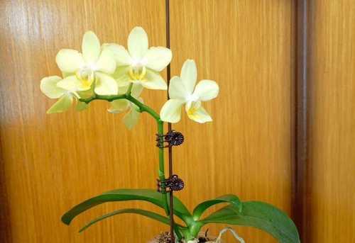Орхидеи фаленопсис и не только