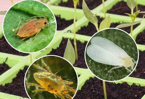 Энтомофаг, защита растений, полезные насекомые