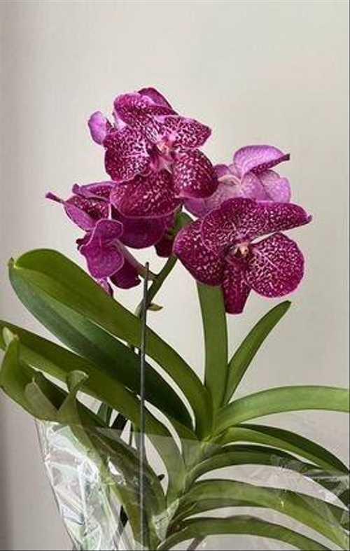 Ванда - орхидея живущая без грунта