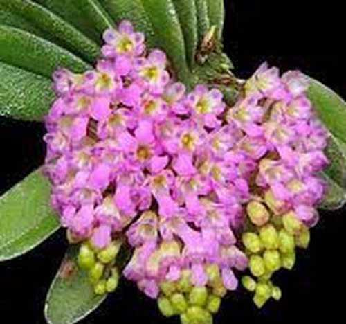 Schoenorchis fragrans микро орхидея шенорхис душ