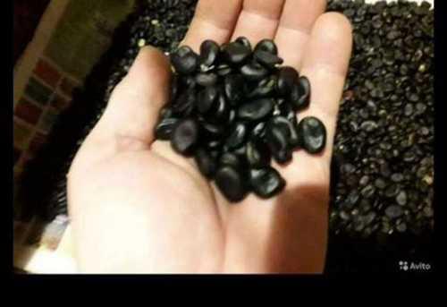 Семена бобов русских черных