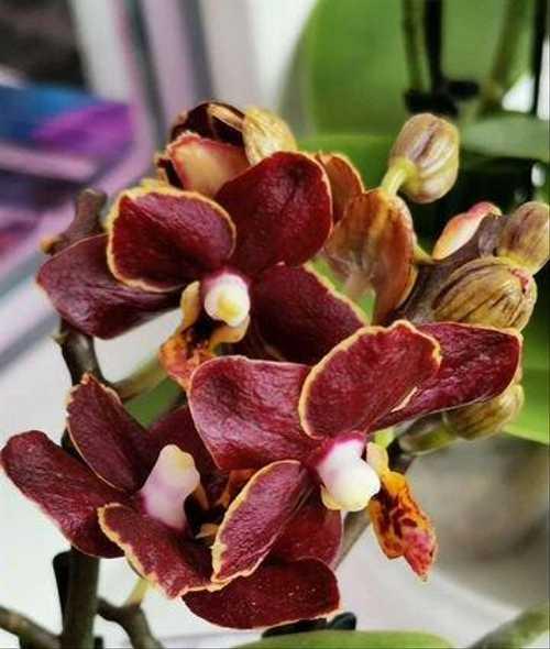 Орхидея фаленопсис Эсми 3 цв