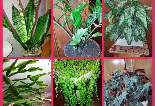 Большие комнатные растения