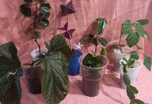 Комнатные растения разные