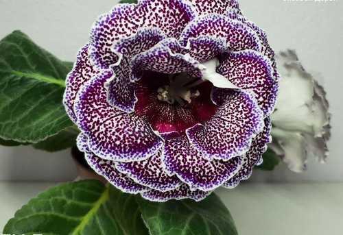 Свежесрезанные листики глоксиний