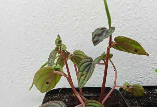 Растение домашнее Пеперомия Пикколо Банда