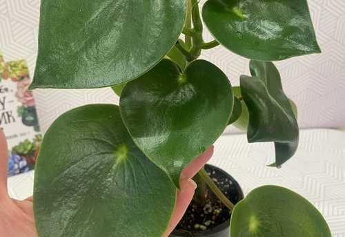 Пеперомия комнатное растение