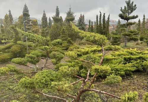 Бонсай можжевельник Мордиган Голд