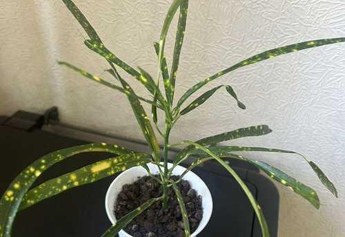 Кодиеум кротон varigatum
